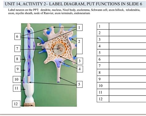 Axon Model Labeled