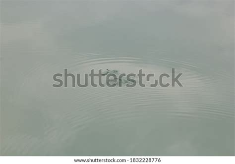 Halobates Photos And Images Shutterstock