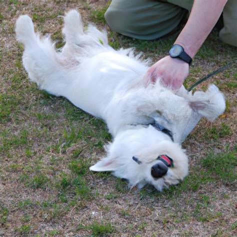 West Highland White Terrier Obedience Training A Comprehensive Guide