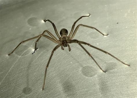 Loxosceles Arizonica