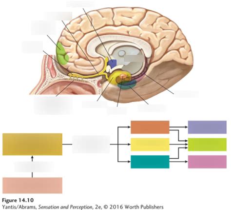 Figure 1410 Olfactory Structures And Pathways Diagram Quizlet