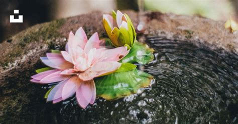 바위 위에 앉아있는 작은 분홍색 꽃 사진 Unsplash의 무료 영성 이미지