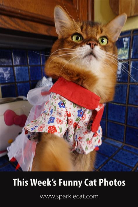 Funny Photos On Caturday Summers Fabulous Cat Life