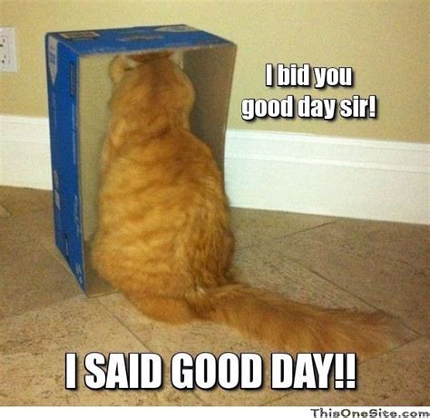 I Bid You Good Day Sir I Said Good Day Funny Animals Funny Animal