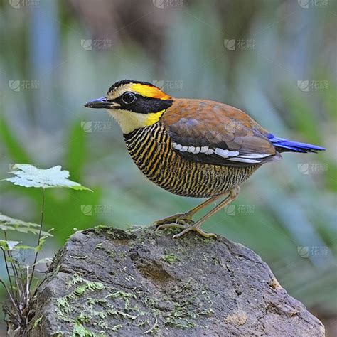 雌性马来带状皮塔