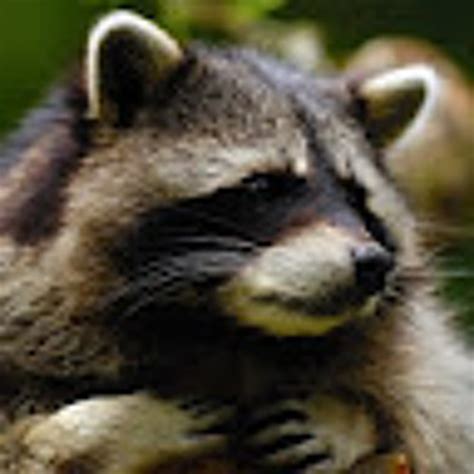 Stream Я Енотик Полоскун Music Listen To Songs Albums Playlists For Free On Soundcloud