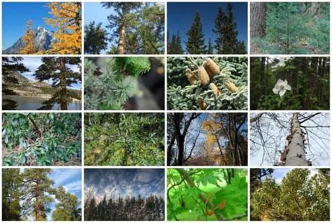 20 Common Types Of Washington State Native Trees