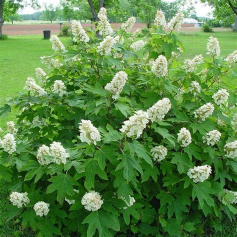 Alice Oakleaf Hydrangea — Plantingtree