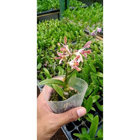 Jual Dendrobium Mini Dendro Mini Belum Berbunga Shopee Indonesia