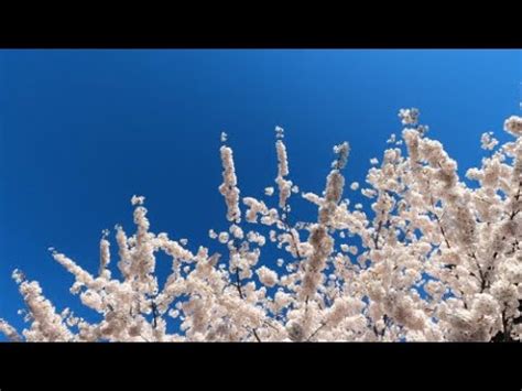 밴쿠버 랜선 투어 밴쿠버 숨은 벚꽃 명소 투어 4k Virtual Walking Tour Through Vancouvers
