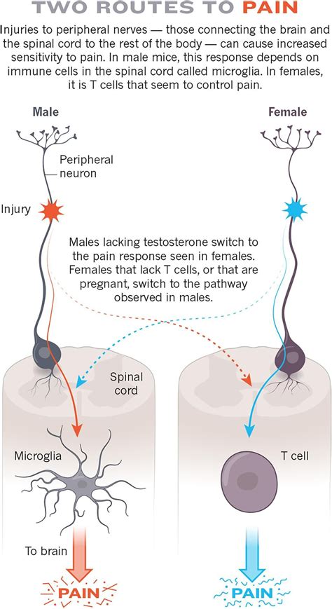 The Journal Of Bone And Joint Surgery Inc On Linkedin Sex And Gender