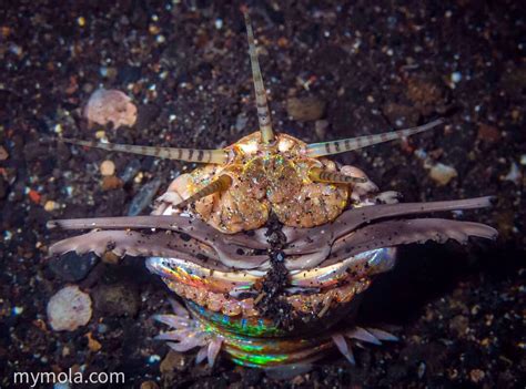 🔥 Bobbit Worms Eunice Aphroditois Bury Themselves In The Sand Then