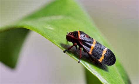 Spittlebugs In The Garden Get Rid Of Them—or Let Them Be