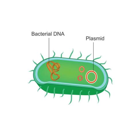Plasmid Vector Art Icons And Graphics For Free Download