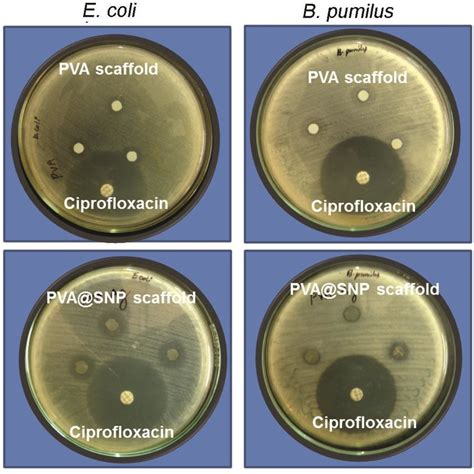 Agar Diffusion Assay For Evaluating Antibacterial Activity Of Pva And