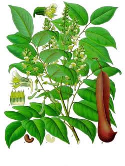 Balsam Of Peru Oil Benefits