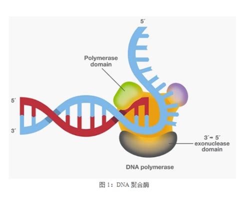 Pcr反应的五大要素 知识概念 实验与分析