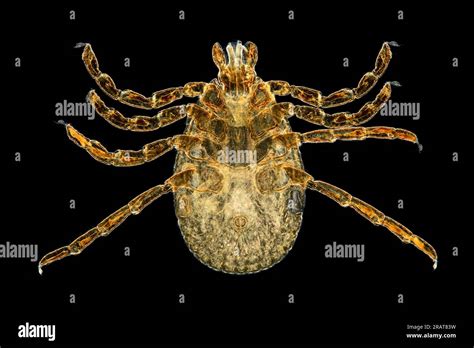 Dermacentor Variabilis Microscope