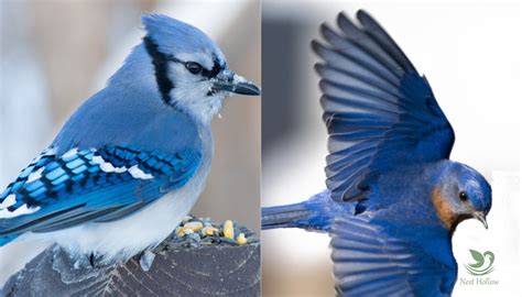 Bluebirds Vs Blue Jays Not The Same Bird Nest Hollow