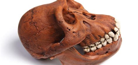 Meet The Extinct Monkeys That ‘rafted Across The Atlantic Over 30