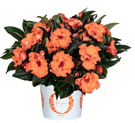 New Guinea Impatiens