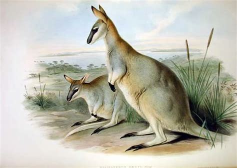 Toolache Wallaby Notamacropusmacropus Greyi
