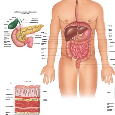 Human Digestive System Model Labeled