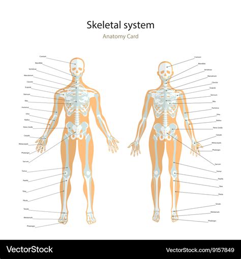 Female Vs Male Skeleton