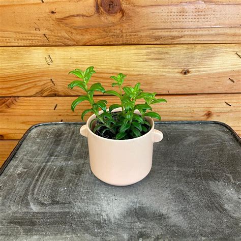 Aeschynanthus Lipstick Buxifolius Box Leaf 2 Plant Etsy