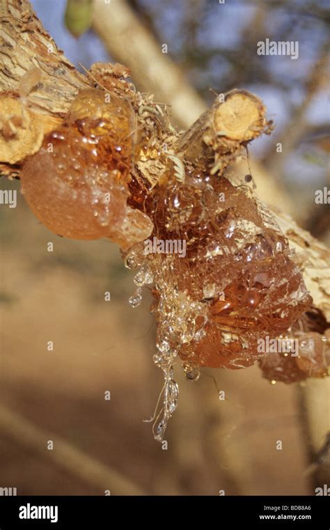 Gum Arabic On Tree Branch Waiting To Be Collected Niger West Africa