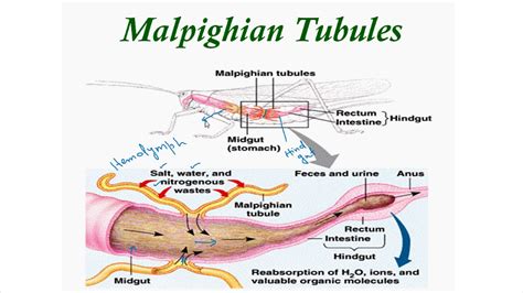 Excretory System Of Cockroach Summary On Insect Circulatory System