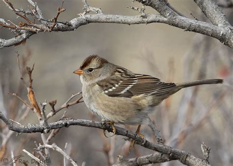 Immature White Crowned Sparrow Framed Naturally Feathered Photography