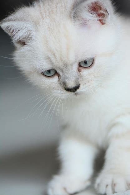 Page 20 White Pussycat Images Free Download On Freepik