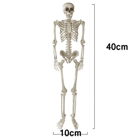 40cm Halloween Skeleton Plastic Human Skeleton Ana Vicedeal
