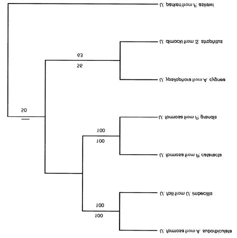 Maximum Parsimony Mp Tree Showing Phylogenetic Relationships Among