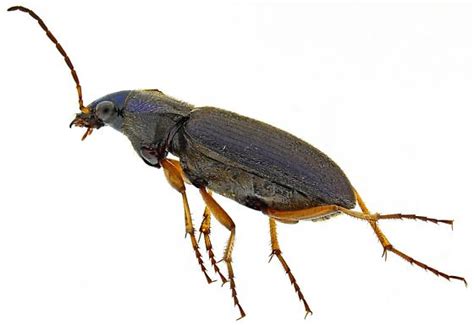 Chlaenius Chlaenius Bugguide Net