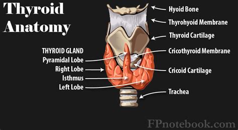 Thyroid Gland Anatomy And Physiology