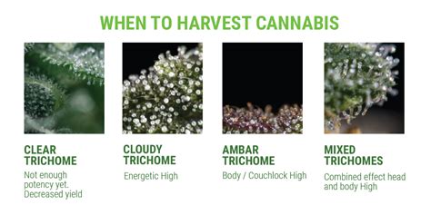 Cannabis Trichomes Importance Rqs Blog
