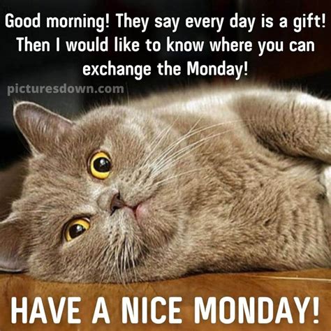 Good Morning Monday Funny Image Cute Cat Good Morning Monday Funny Image Cute Cat