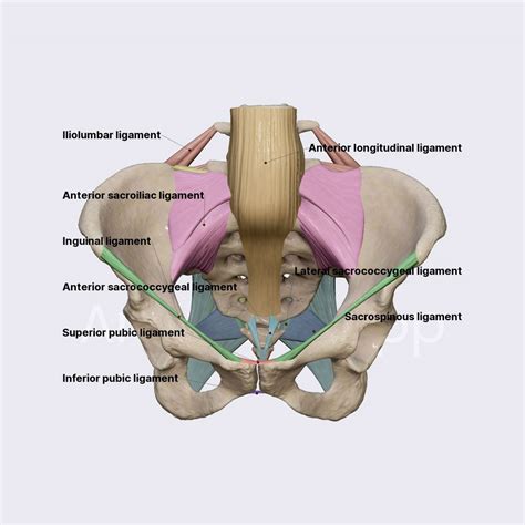Joints Of Pelvis Anatomy App