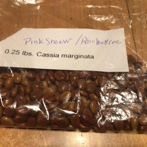 Rainbow Tree Seeds Cassia Marginata Pink Shower Tree Seeds Fresh Fast