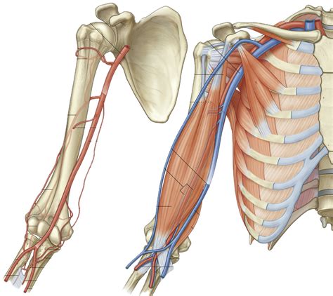 Diagram Of Arm 🩸 Quizlet