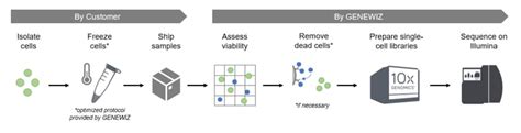 Single Cell Atac Seq Faqs Genewiz