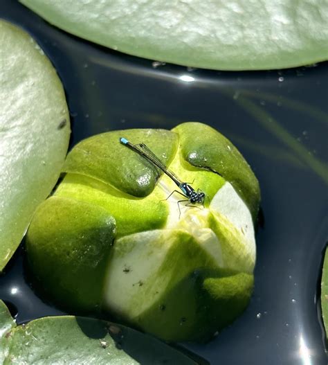 A Pacific Forktail Damsel Fly R Entomology