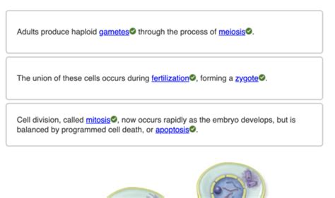 Bio 101 Chapter 8 Hw Flashcards Quizlet