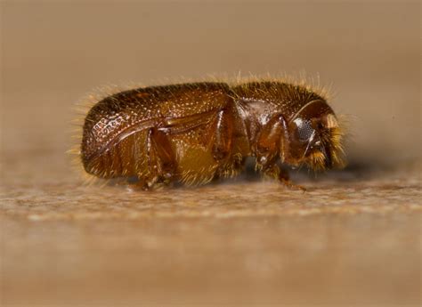 How To Identify Woodworm Beetle At Amelia Stephen Blog