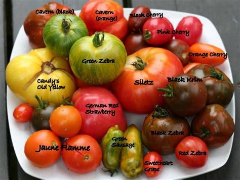 Tomato Varieties Name At Alex Mckean Blog