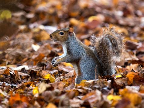 Red Squirrel Vs Grey Squirrel