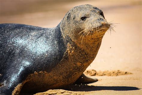 Man Caught On Video Throwing Rock At Hawaiian Monk Seal In Maui Aol