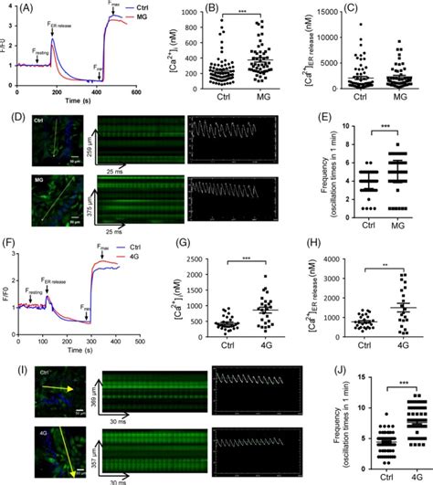 Alteration Of Calcium Signalling In Cardiomyocyte Induced By Simulated